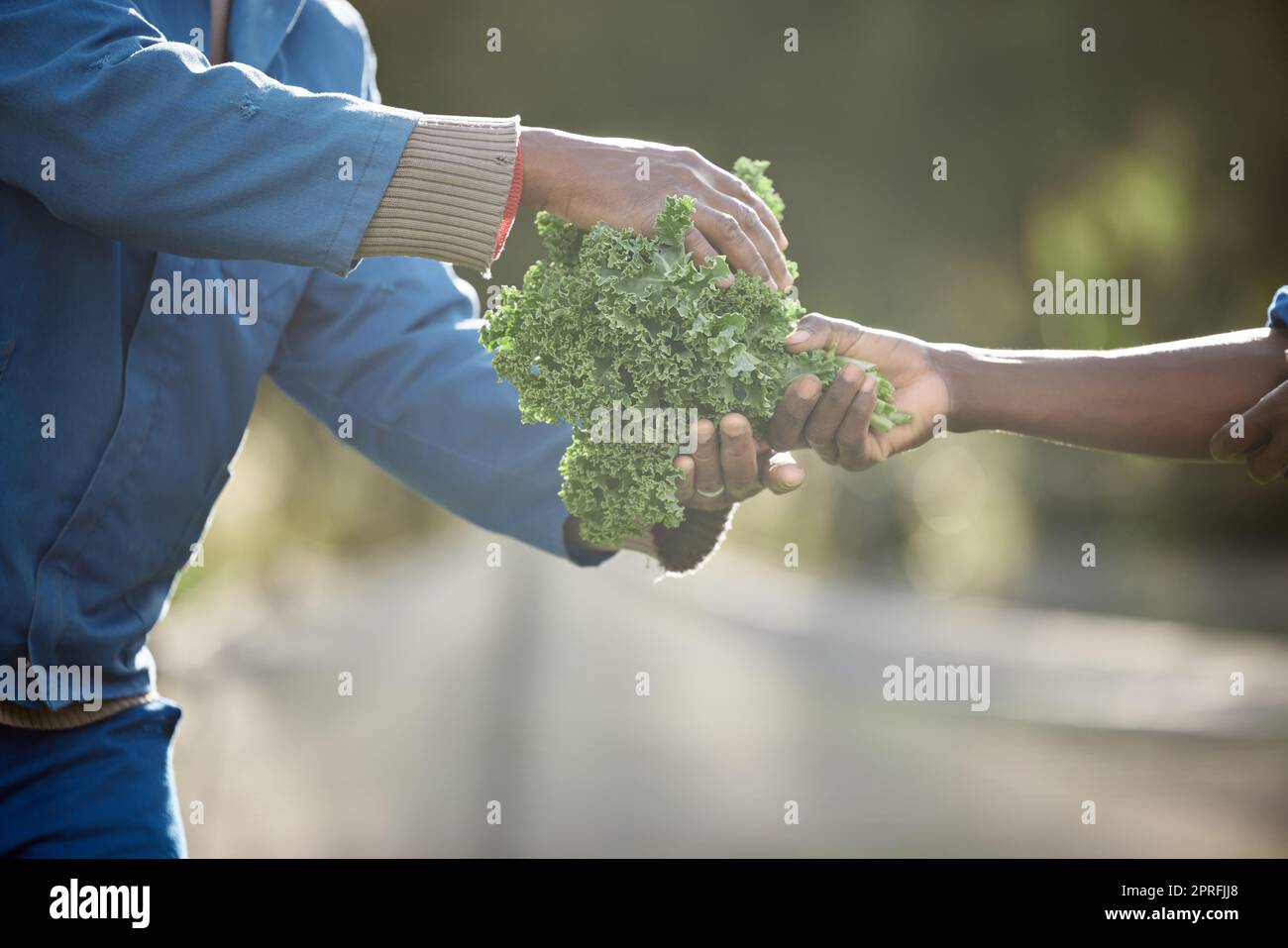 Sustainability, farm environment and kale leaf plants for agriculture ...
