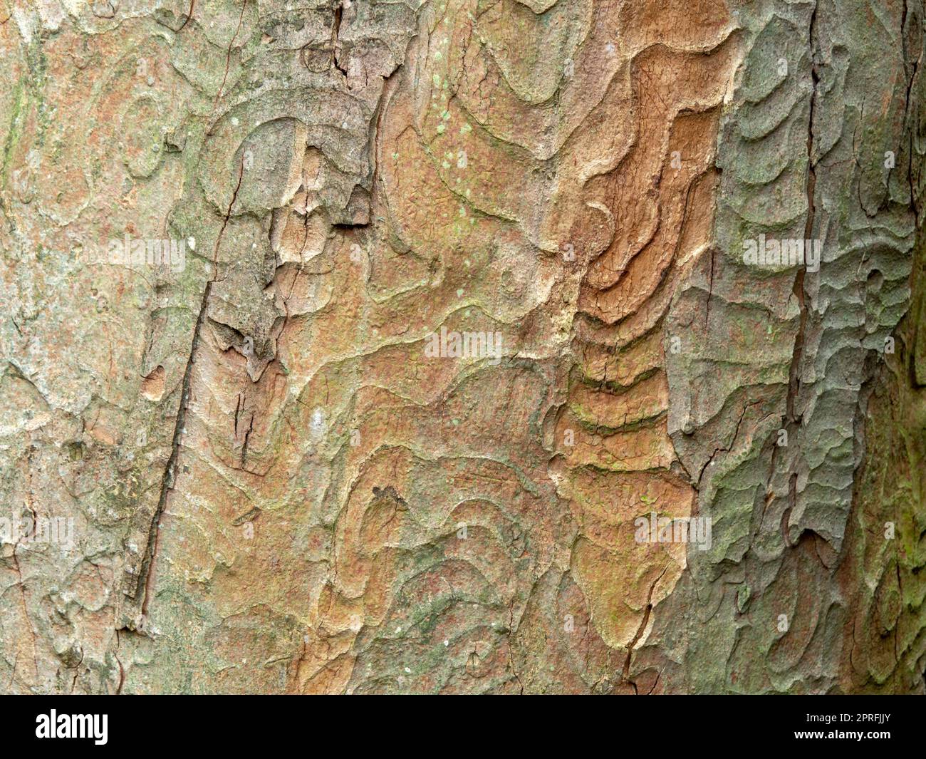 Attractive bark pattern and colours on a tree trunk for background and ...