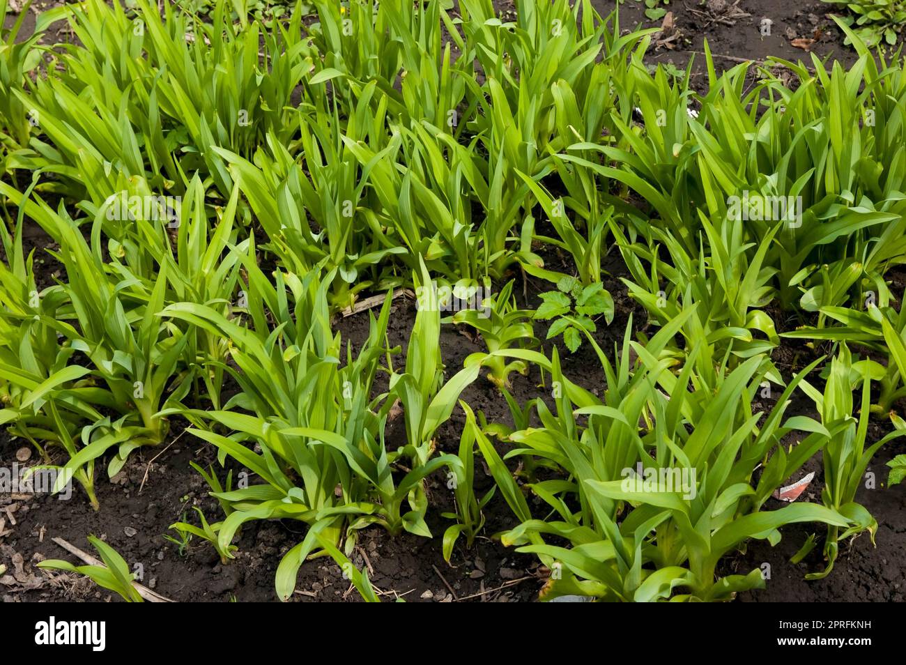 Dense young green shoots of daylilies in the flowerbed, spring ...