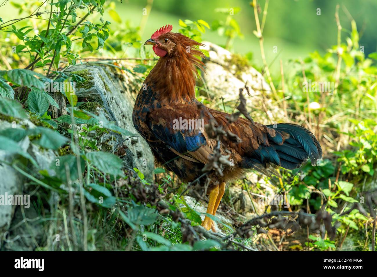 Free range chickens on a German farm in the summer Stock Photo - Alamy