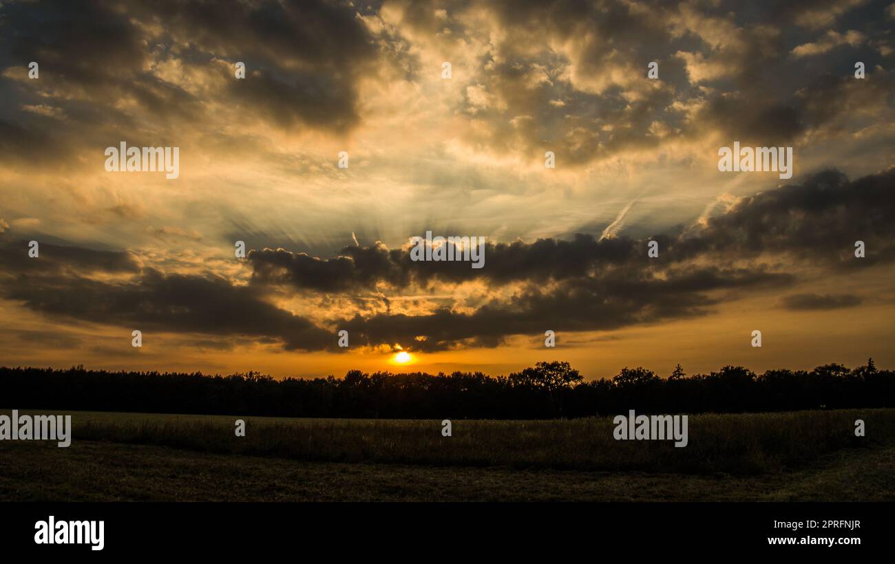 Tree forest front edge sky hi-res stock photography and images - Alamy