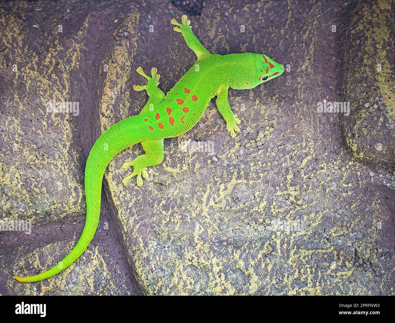 the emerald green geko is and beautiful tepid predator. It hunts ...