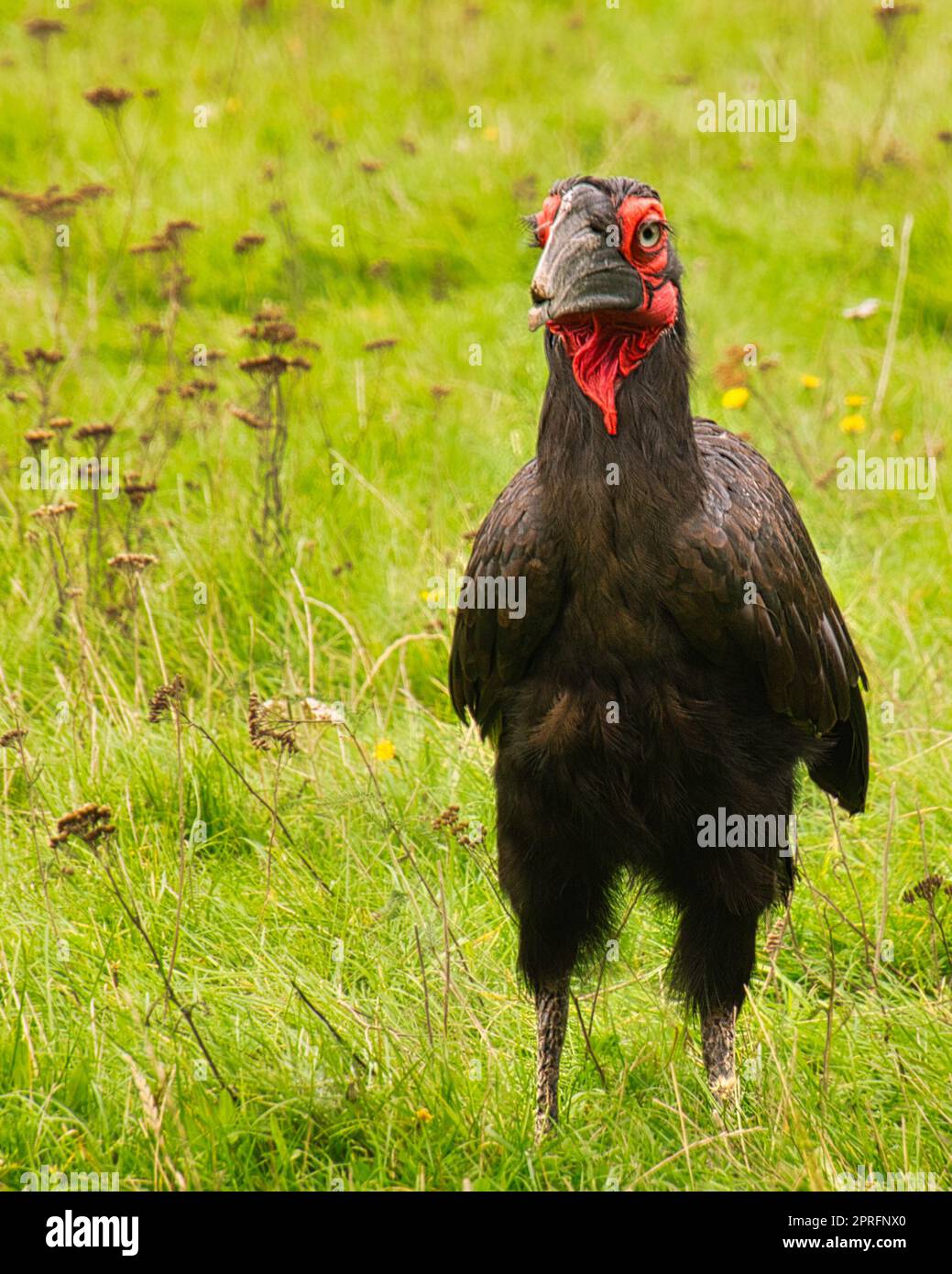 An African horned raven at Marlow Bird Park Stock Photo - Alamy