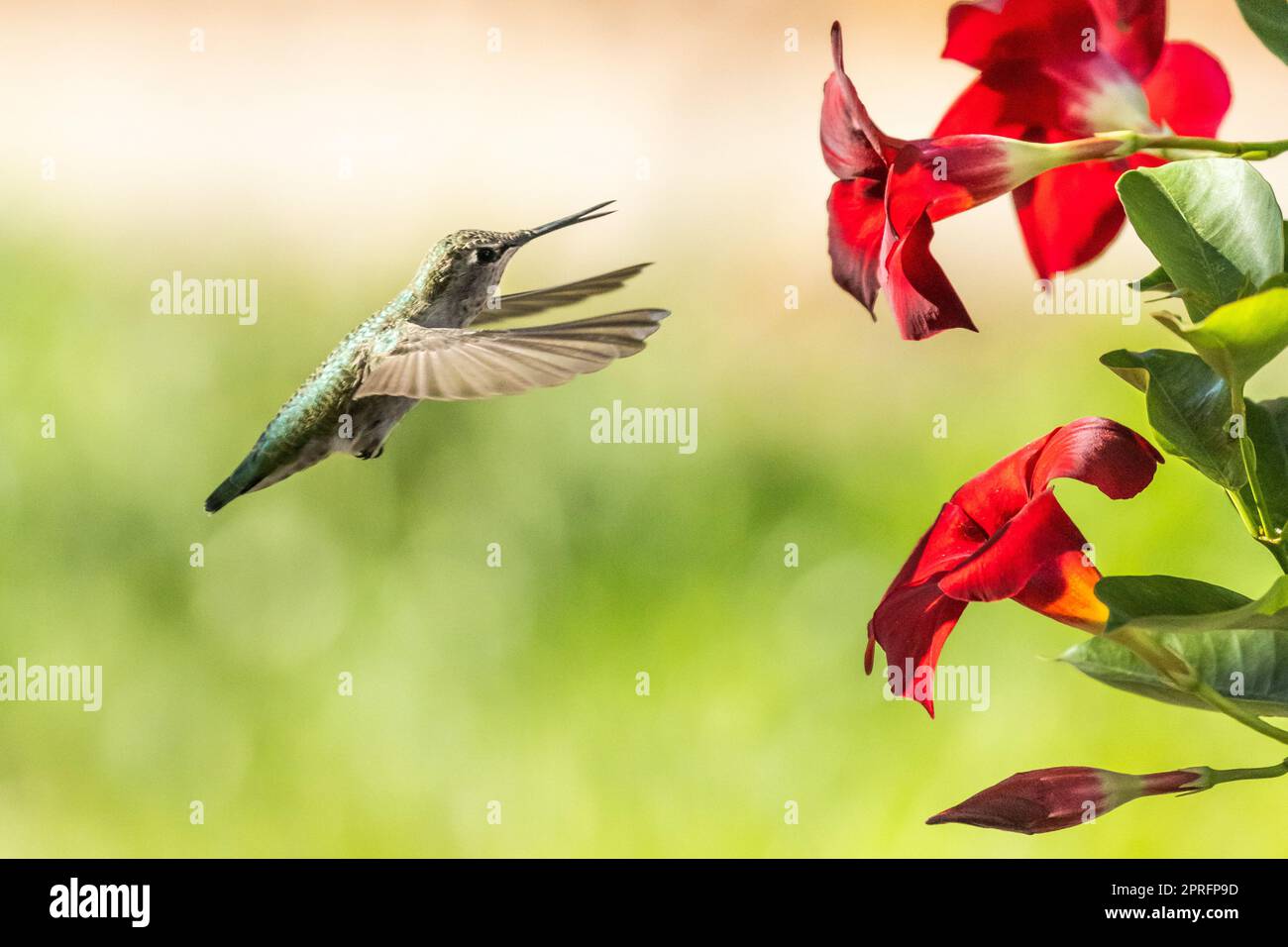 Hummingbird in Flight Stock Photo - Alamy
