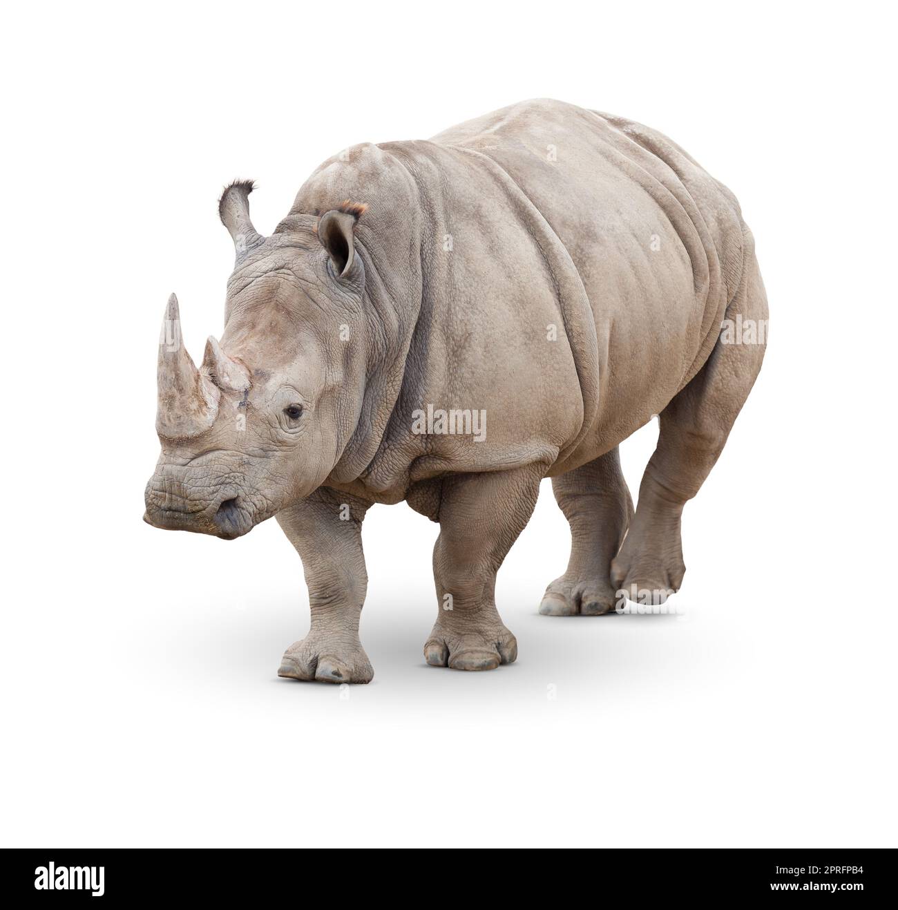 Single Large Rhinoceros Isolated on White Stock Photo - Alamy