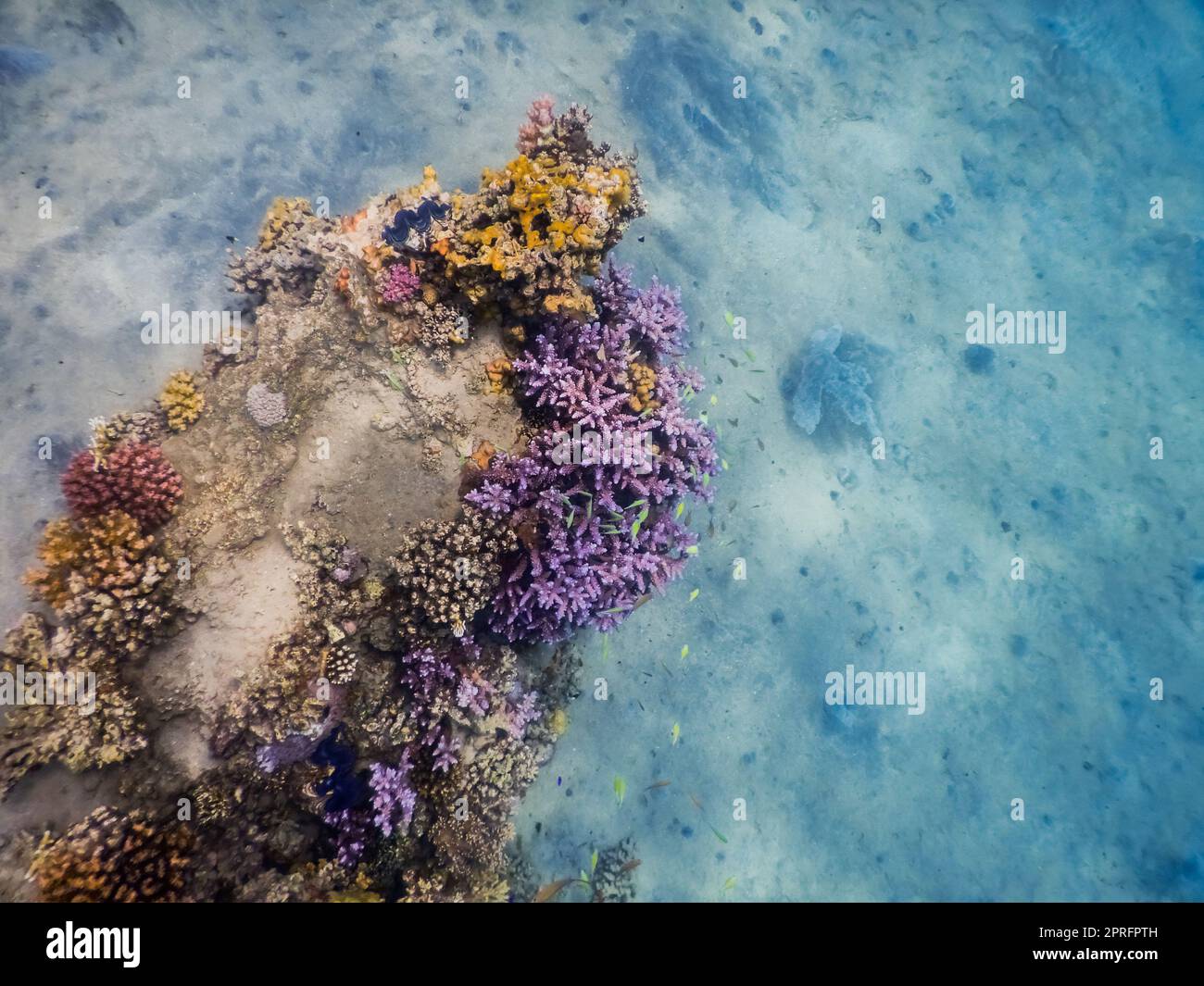 colorful coral reef with sandy ground in the sea while diving Stock ...