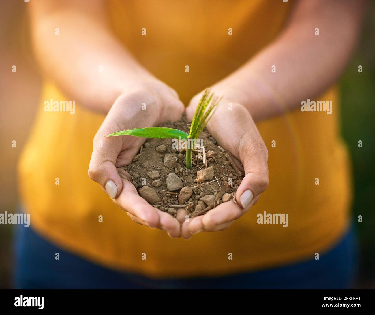 Hands cupped seedling hi-res stock photography and images - Alamy