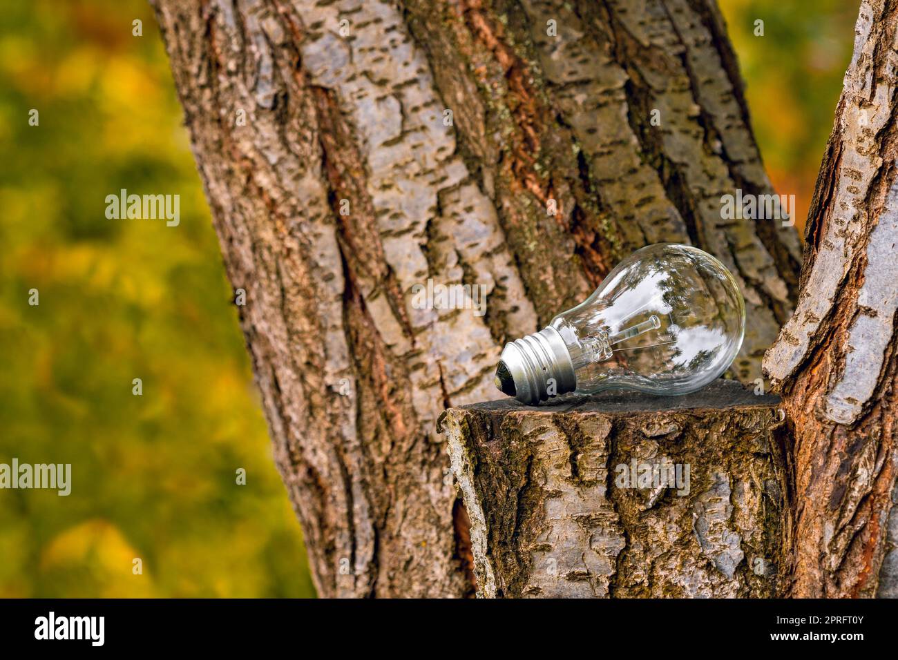 Old light bulb on a tree trunk. Energy and environment concept Stock ...