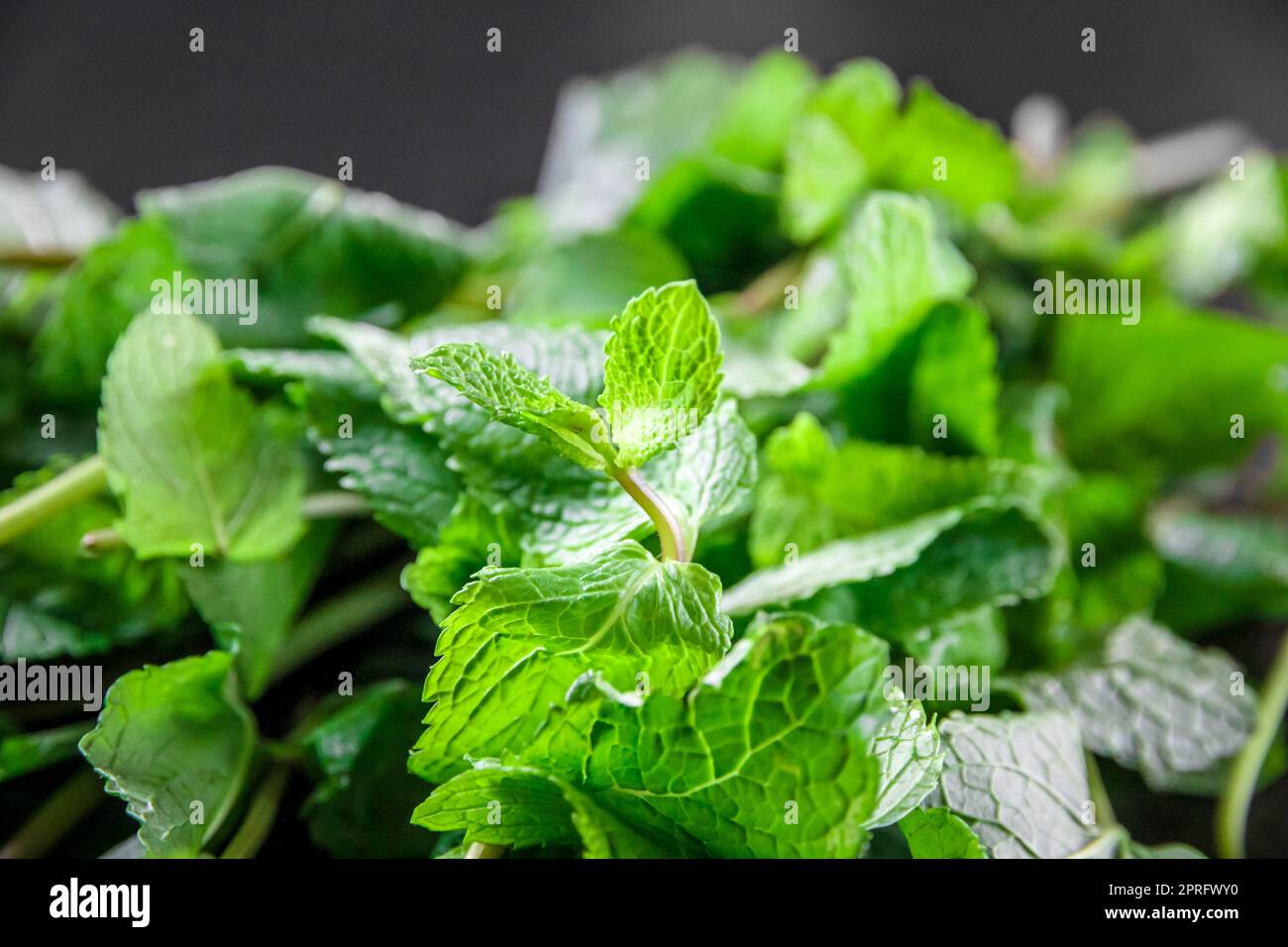 Bunch of fresh mint Stock Photo - Alamy