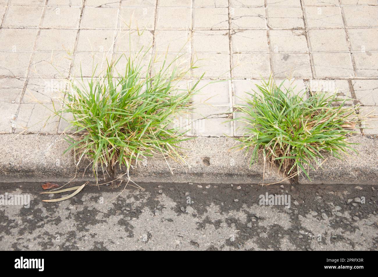 Plants on a sidewalk Stock Photo - Alamy