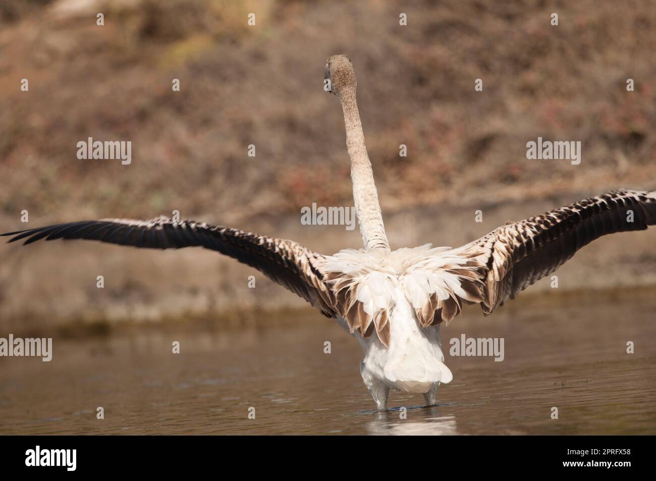 Flapping species hi-res stock photography and images - Alamy