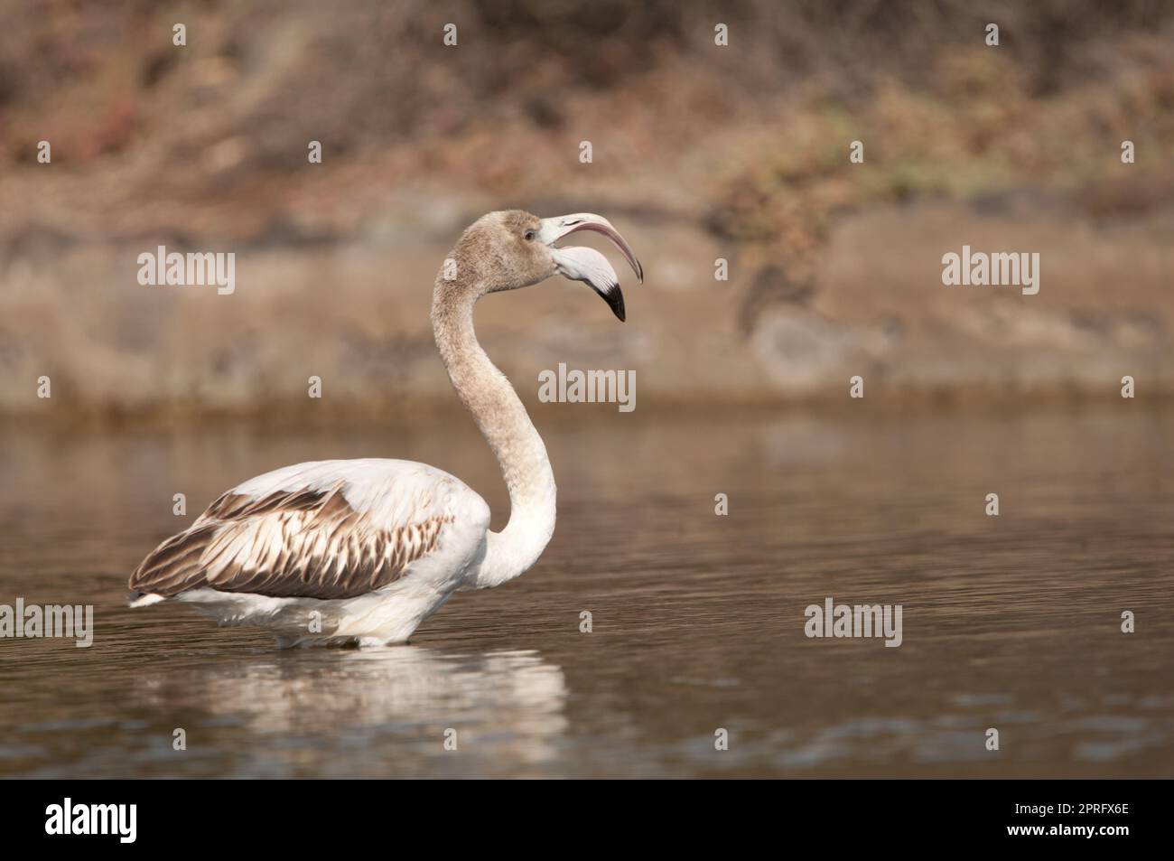 Greater flamingo openig its beak Stock Photo - Alamy