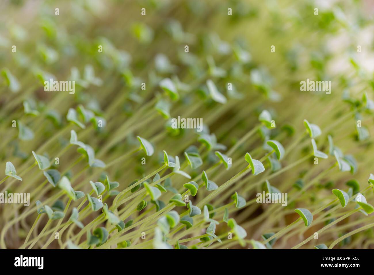 Chia garden hi-res stock photography and images - Alamy