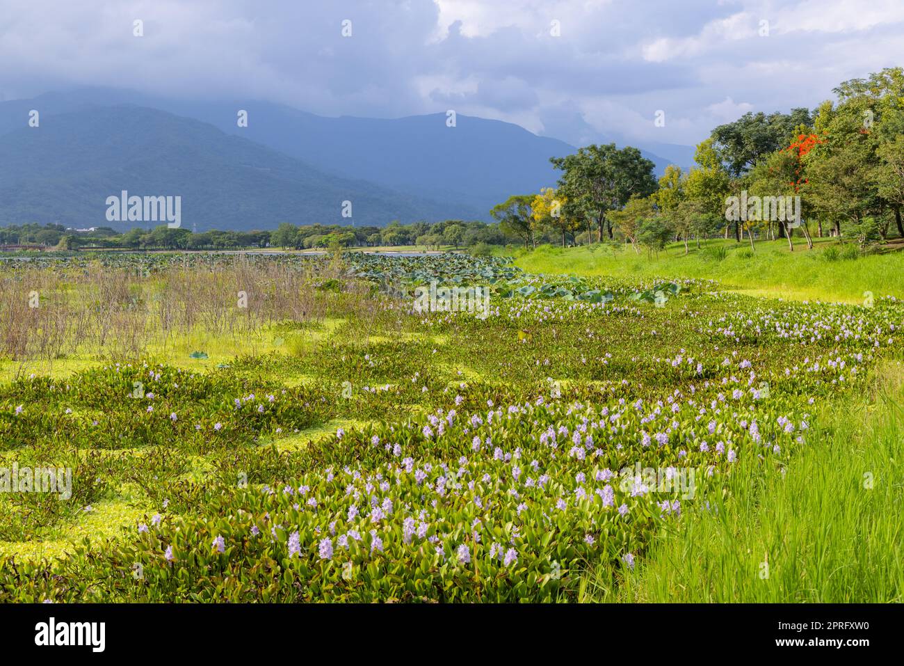 Beautiful flower garden in Taitung of Taiwan Stock Photo - Alamy