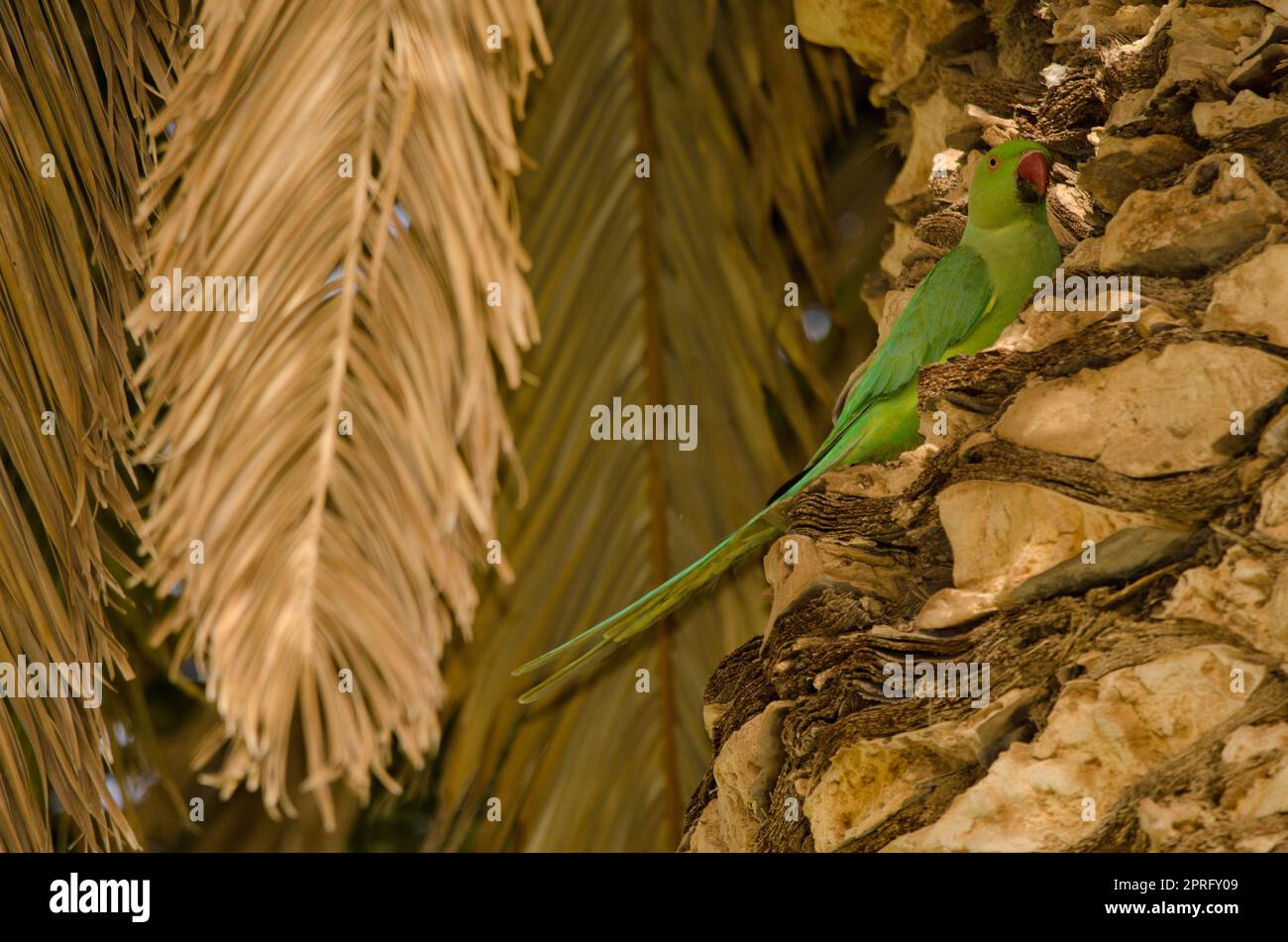 Bird birds female parakeet hi-res stock photography and images - Alamy