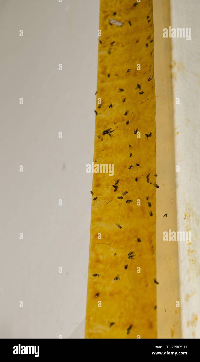Adhesive fly tape Stock Photo - Alamy