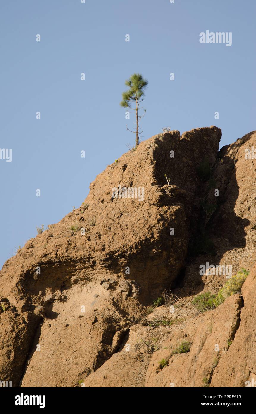 Lonely tree growing on rock hi-res stock photography and images - Alamy