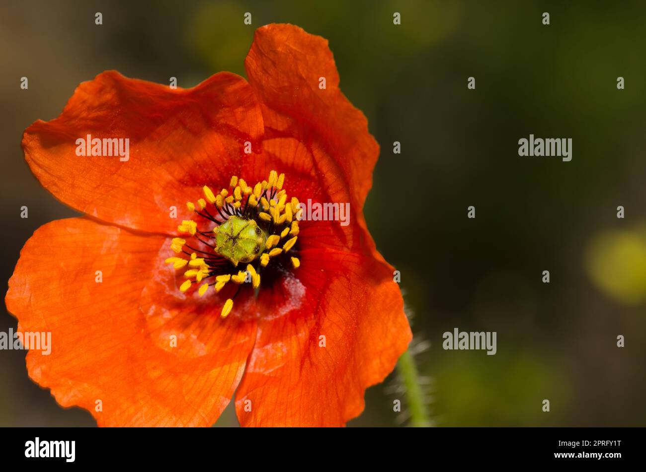 Flower of common poppy Stock Photo - Alamy