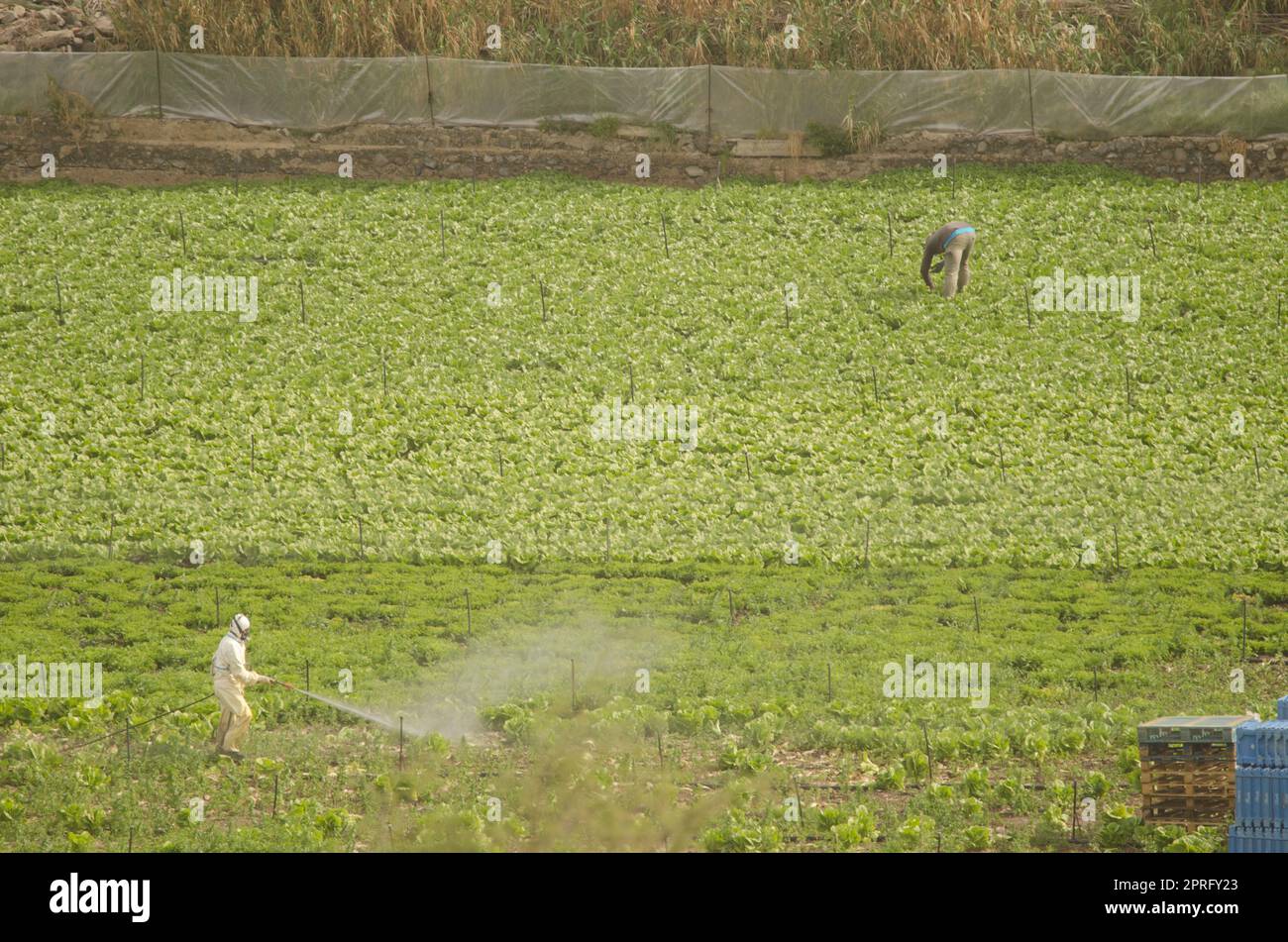 Crop spraying pesticides hi-res stock photography and images - Alamy