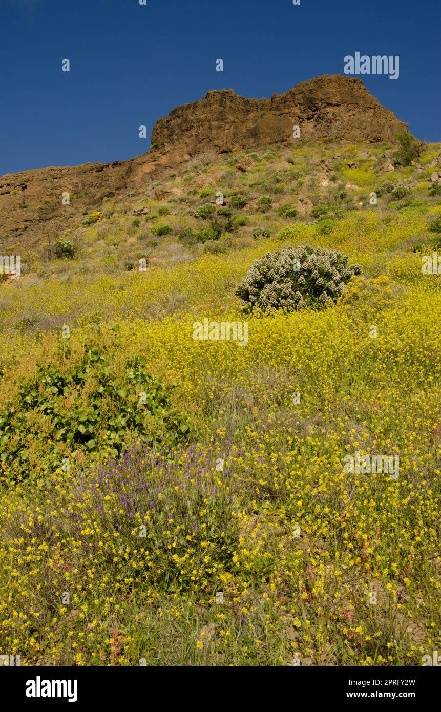 Rocky cliff and slope covered by flowers Stock Photo - Alamy