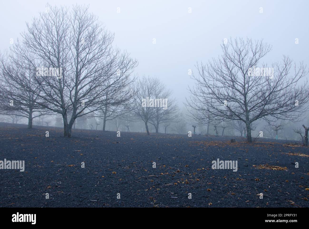 Sweet chestnuts in winter Stock Photo - Alamy