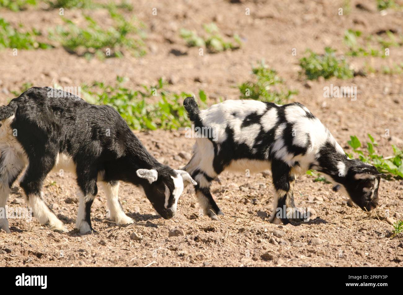 Kid of goat eating roots Stock Photo - Alamy