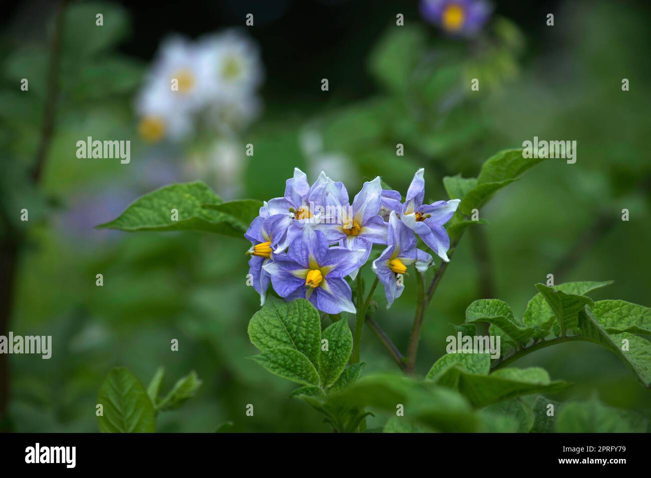 Potatoes flowers blossom, flowering potato plant. Close up organic ...
