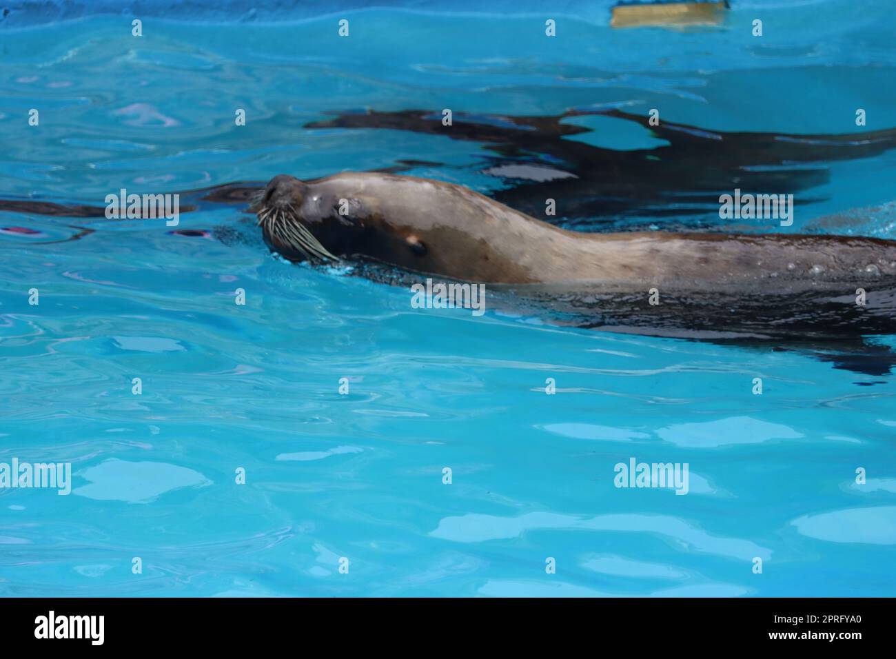 Conservation animals hi-res stock photography and images - Alamy