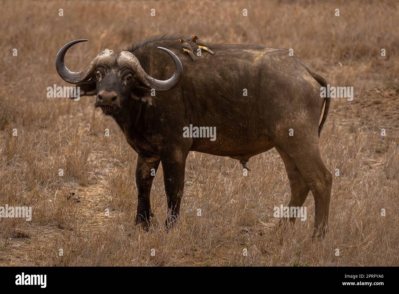 Cape buffalo stands carrying two yellow-billed oxpeckers Stock Photo ...