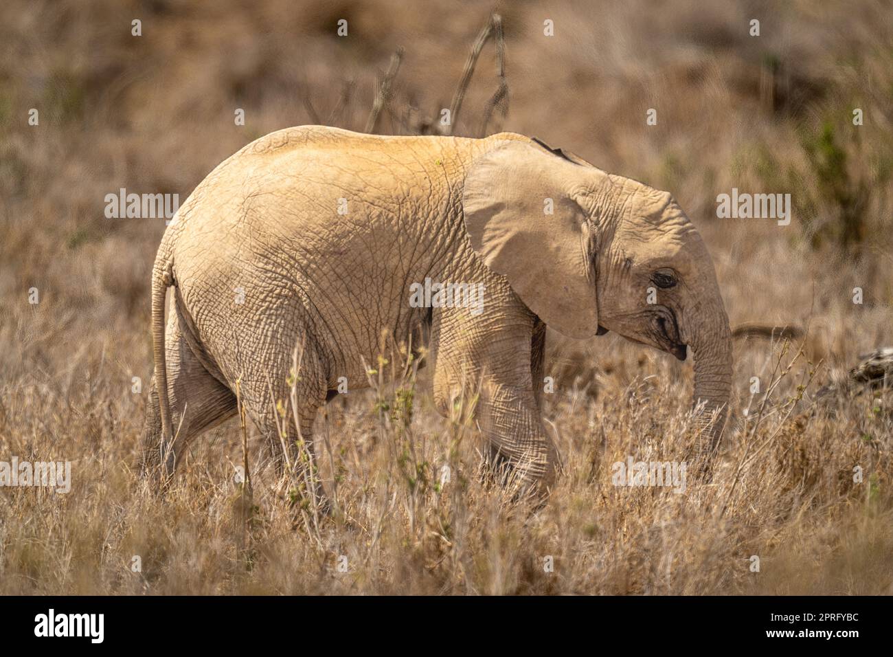 Baby African bush elephant walks through grass Stock Photo - Alamy