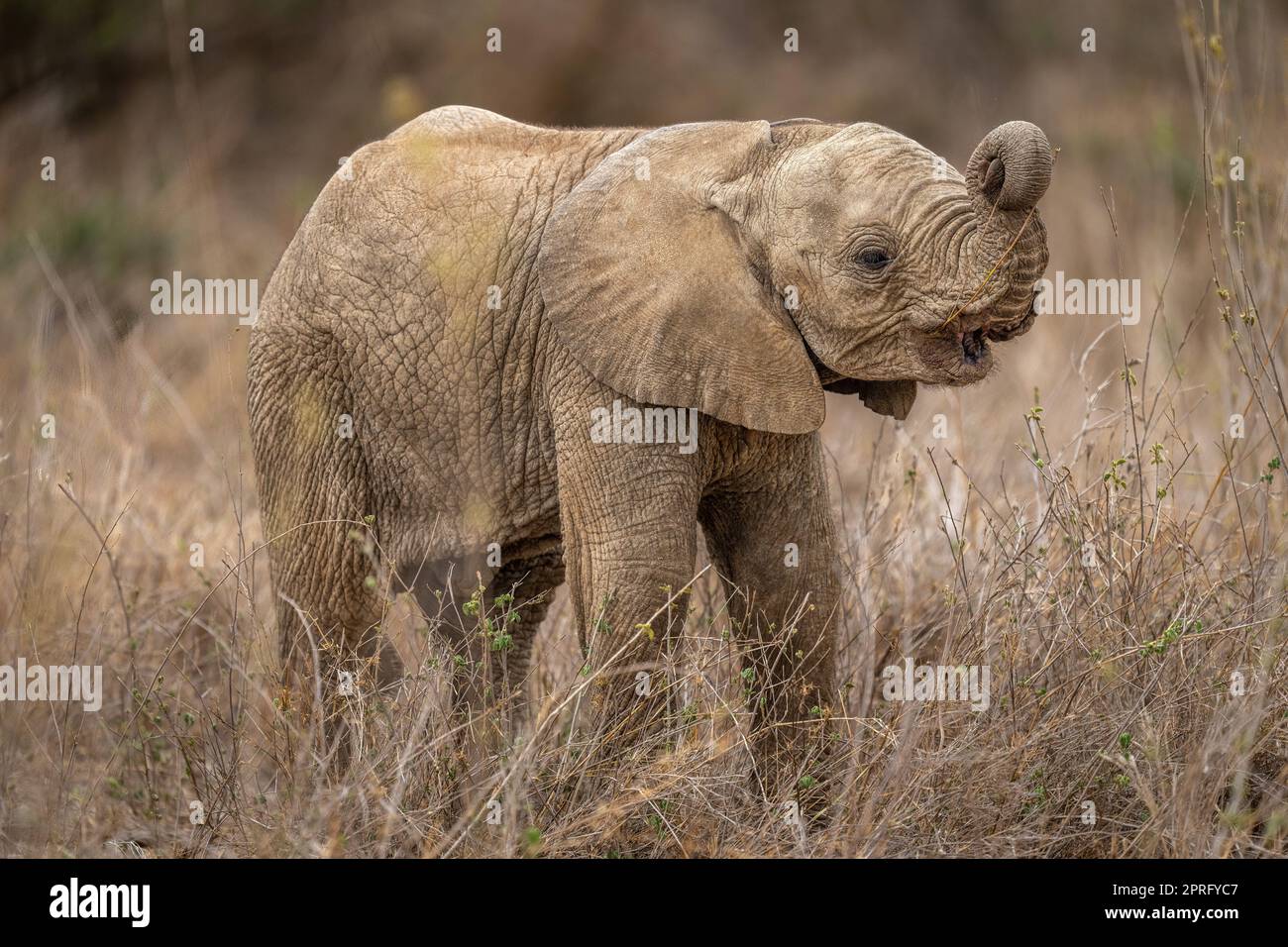 Baby African bush elephant stands rolling trunk Stock Photo - Alamy