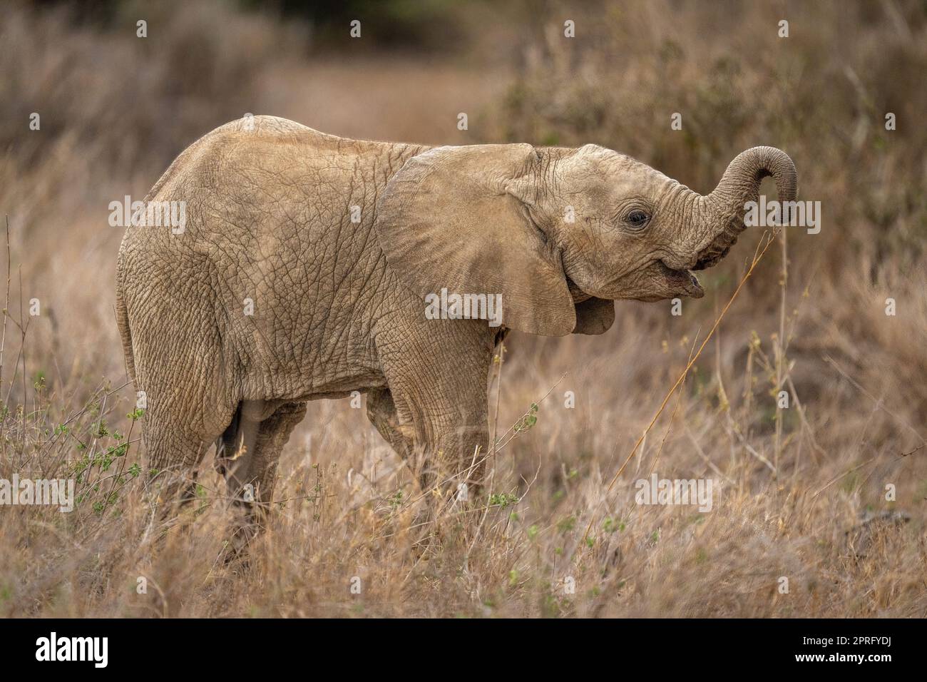 Baby African bush elephant stands raising trunk Stock Photo - Alamy