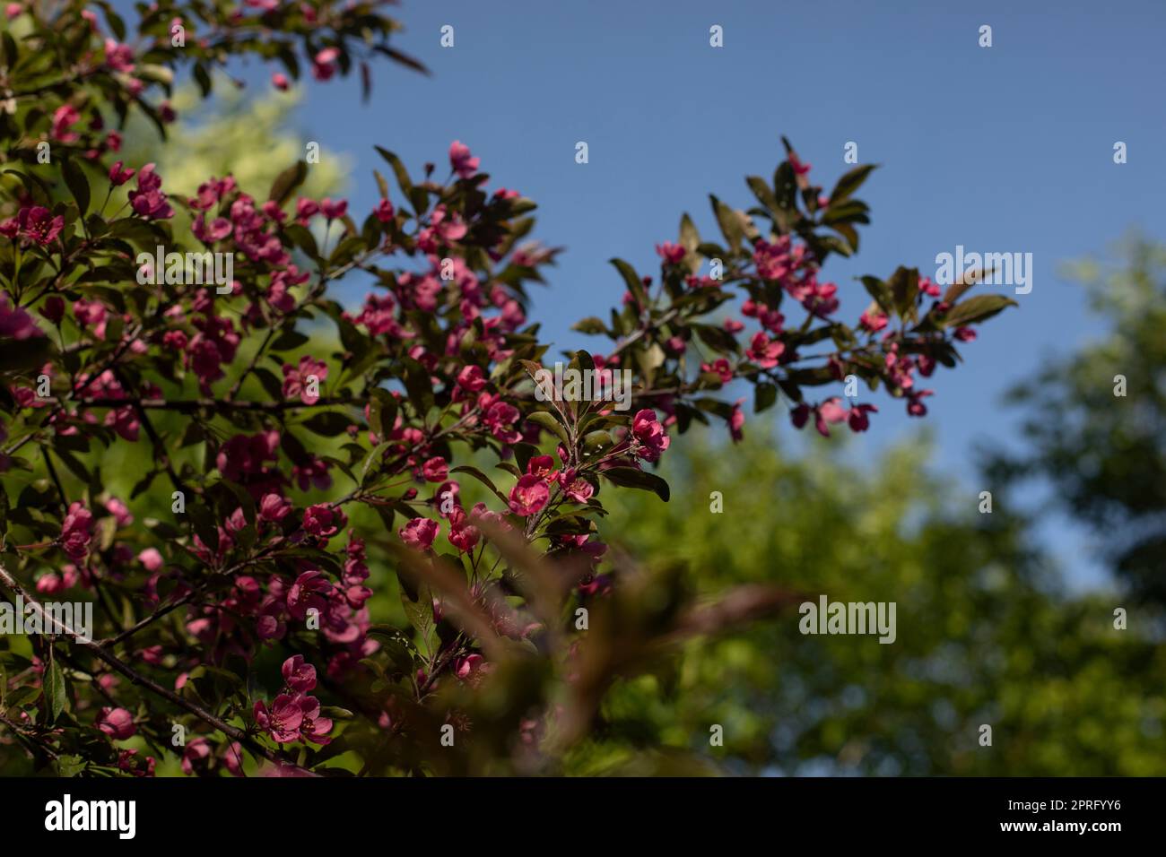 Flowering garden trees hi-res stock photography and images - Alamy