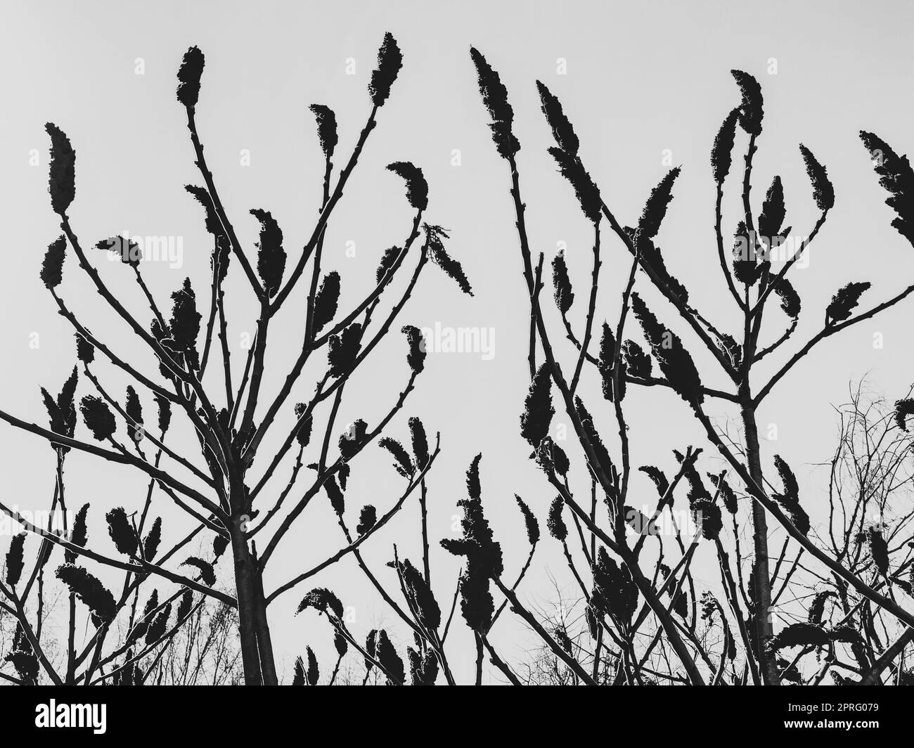 Plant branches with buds black and white Stock Photo - Alamy