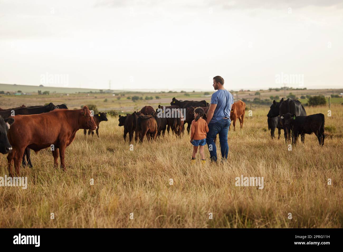 Farm, sustainability and agriculture in countryside with father bonding ...