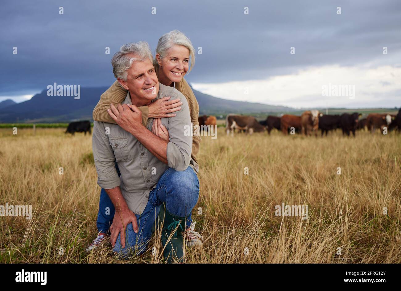 Senior farmer couple working on cow farm in countryside for meat, beef and cattle food industry ...