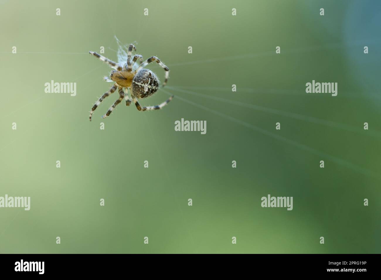 Cross spider in a spider web, lurking for prey. Blurred background. A ...