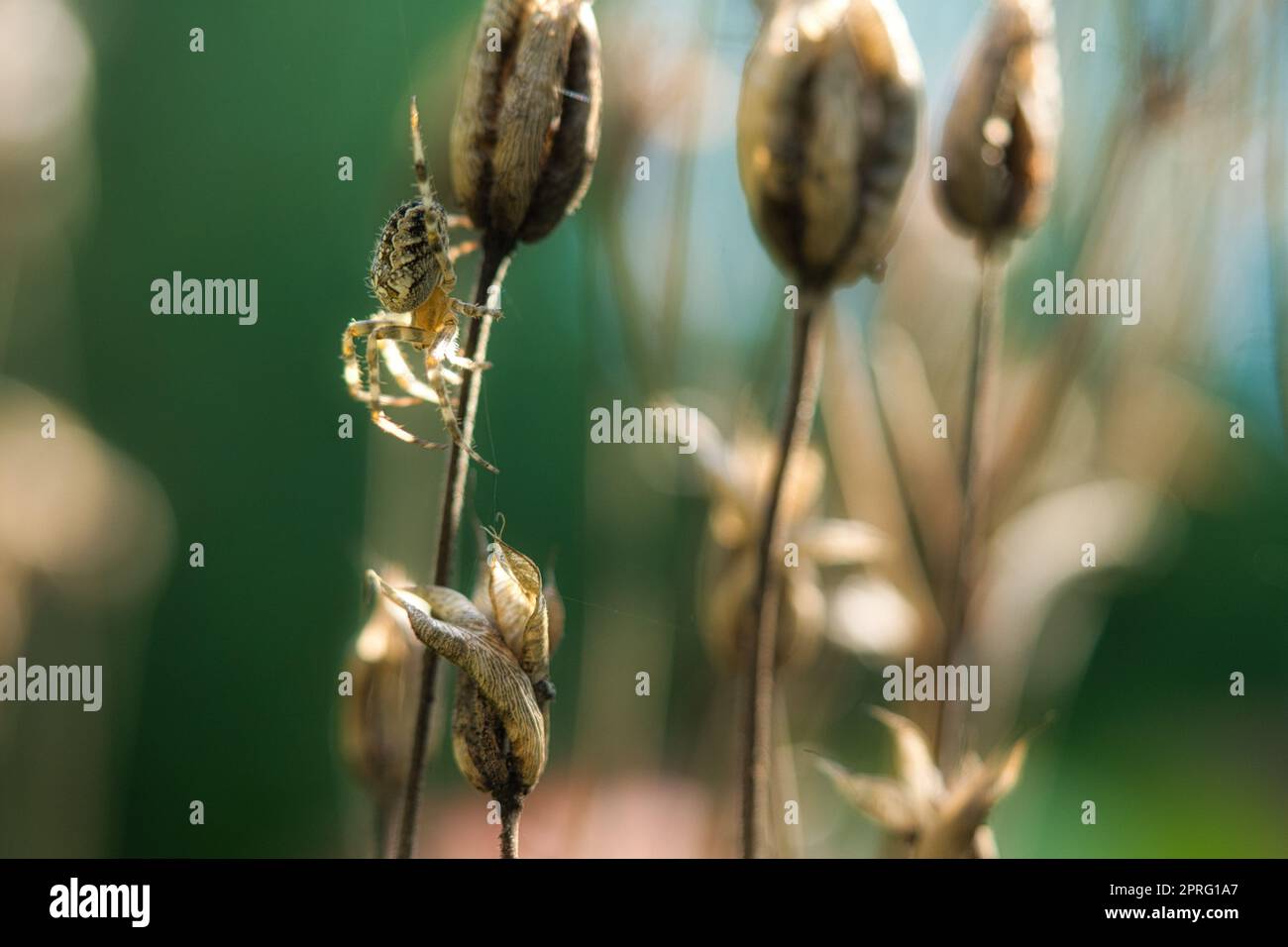 Cross spider crawling on a spider thread to a plant. Blurred background ...