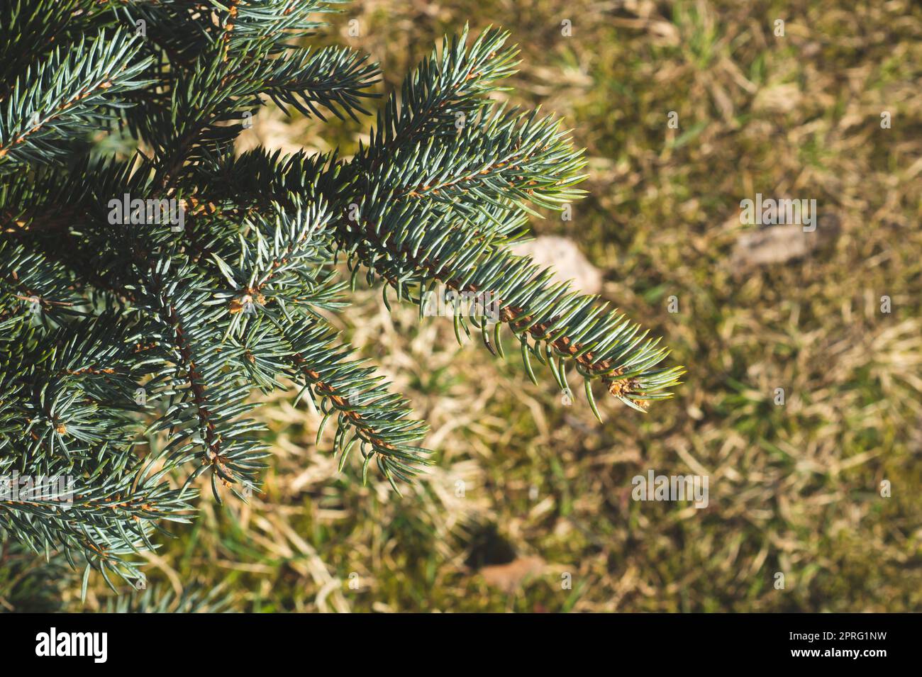Branches of blue fir tree. pine needles close up Stock Photo - Alamy