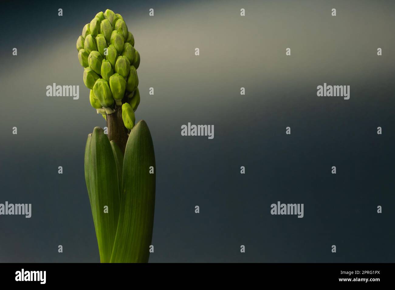 Growing flower of hyacinth close up. buds of houseplant Stock Photo - Alamy