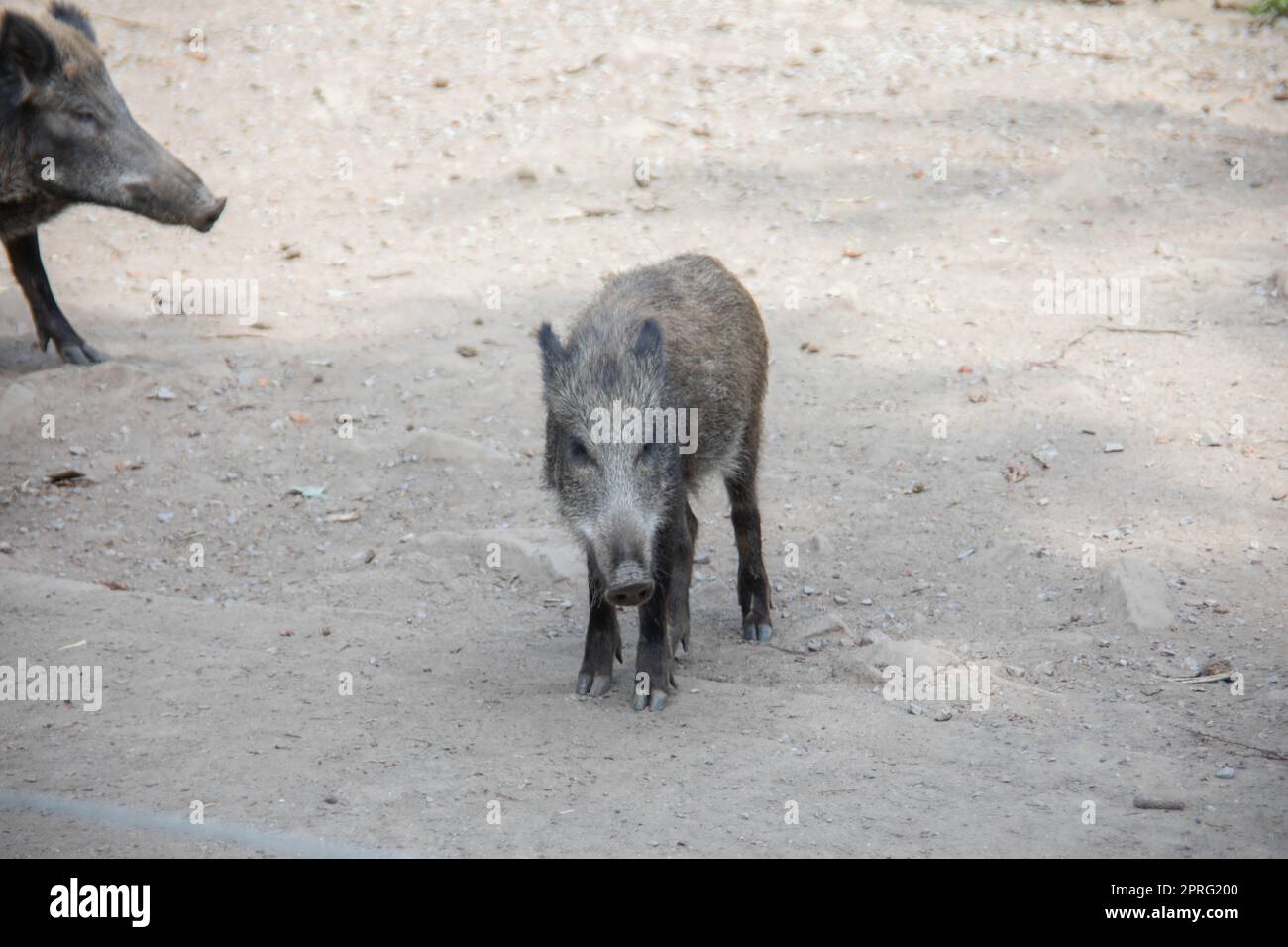 Wild boar with freshlings in the mud Stock Photo - Alamy