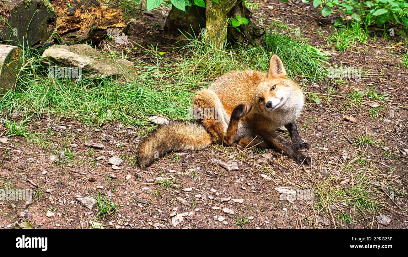 Fox in close-up looking at the viewer. The animal is not afraid and ...