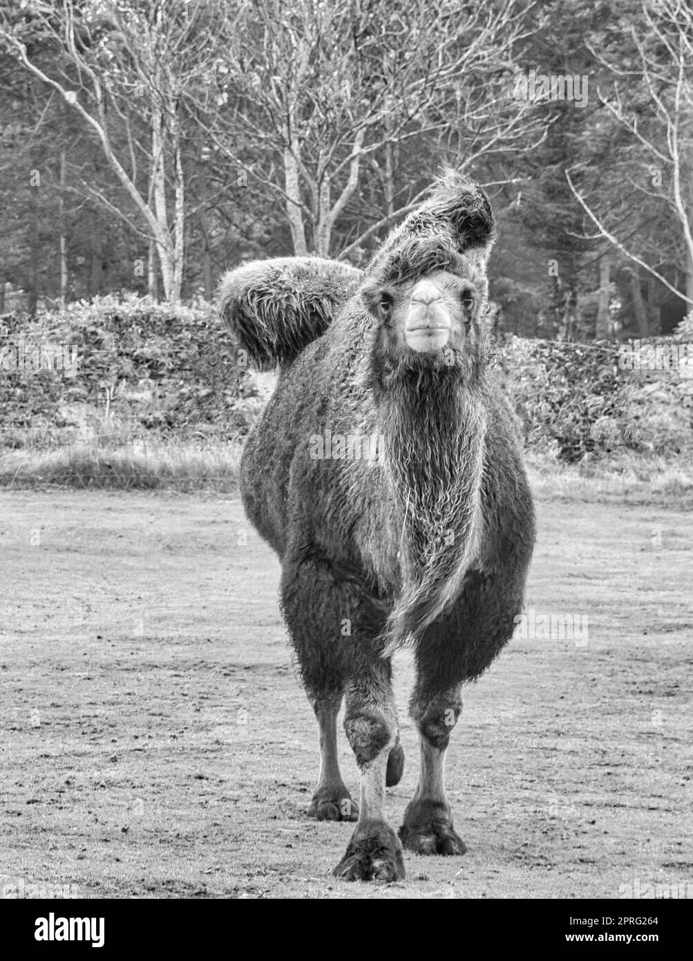A camel with direct eye contact towards the viewer. relaxed mammals ...