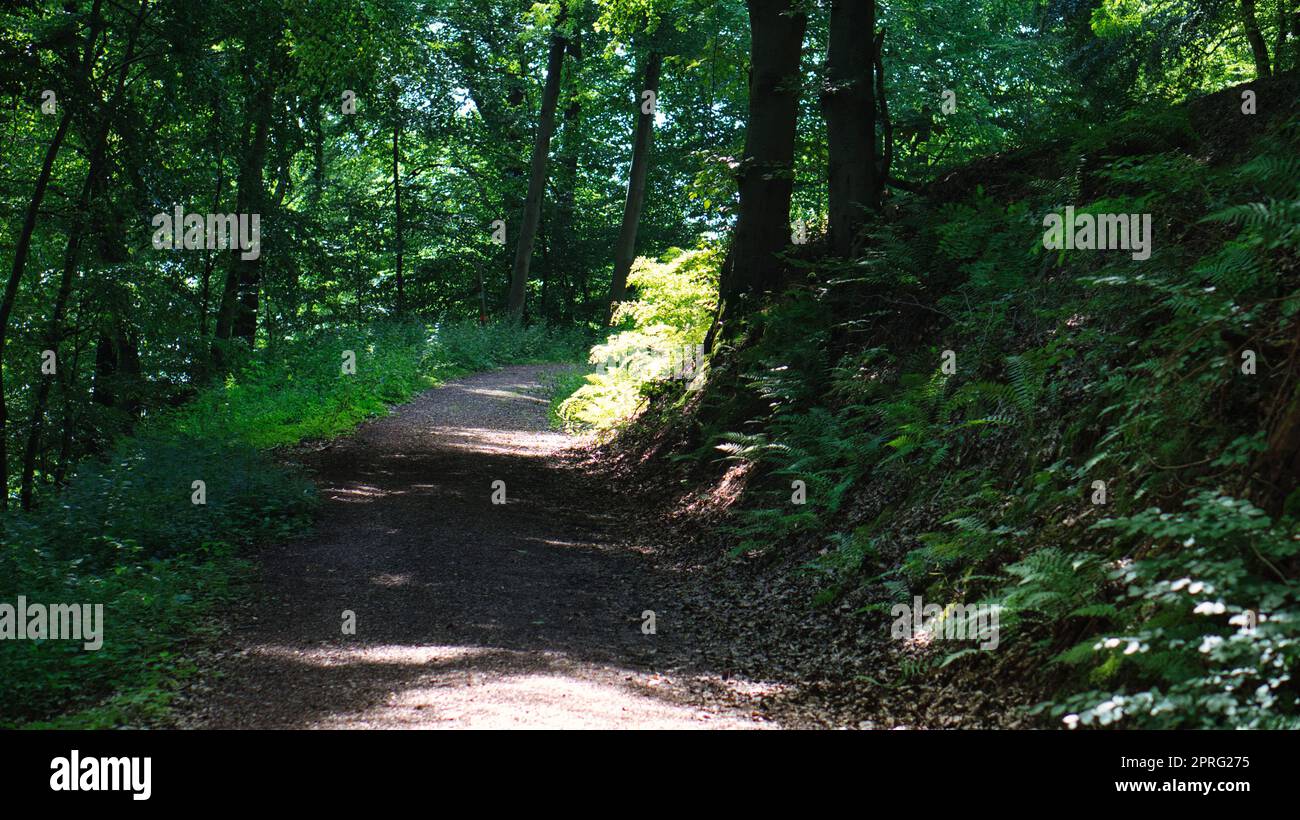 Hiking trail in a deciduous forest in Saarland in sunshine. Landscape ...
