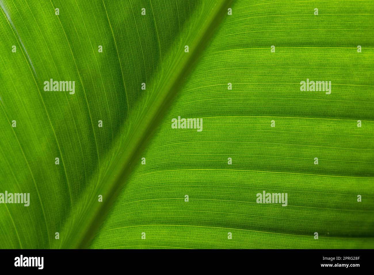 Green leave texture pattern close up Stock Photo - Alamy