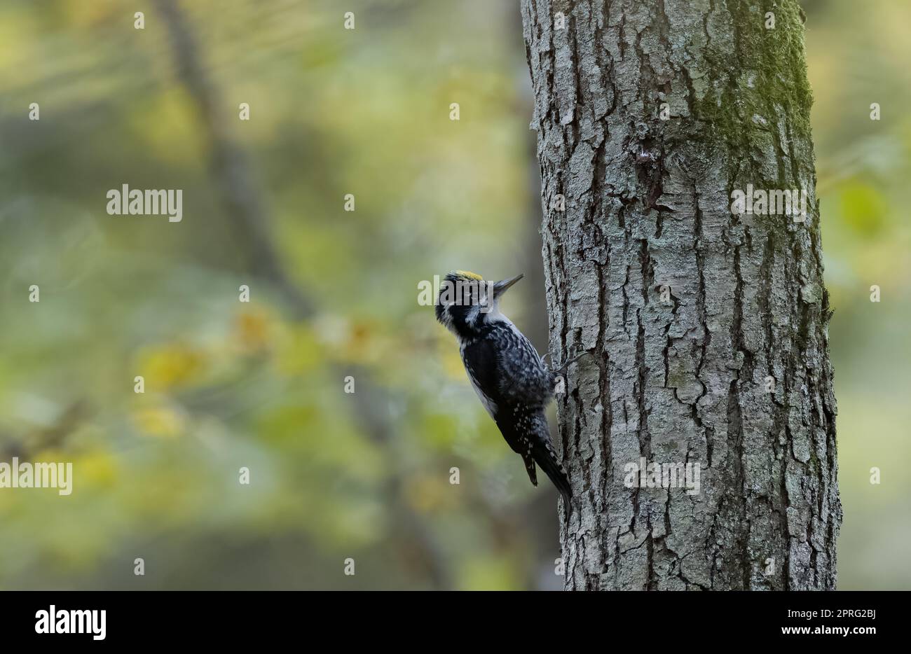 Three-toed woodpecker (Picoides tridactylus) close up Stock Photo - Alamy