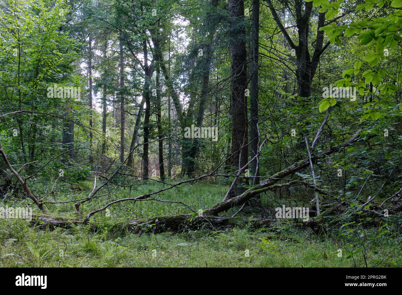 Old deciduous tree among hi-res stock photography and images - Alamy
