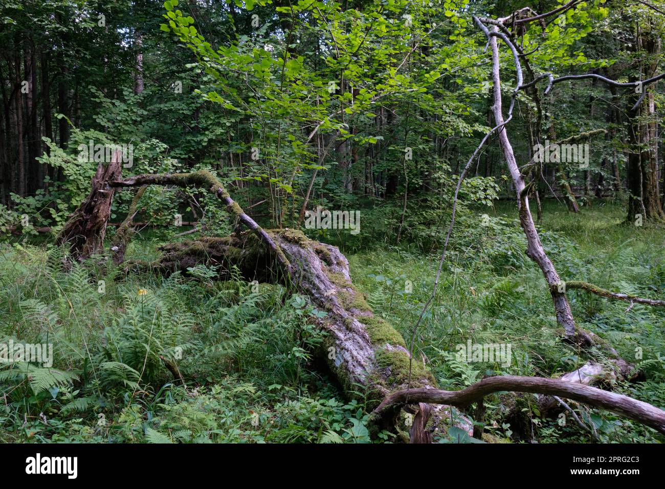 Old deciduous tree among hi-res stock photography and images - Alamy