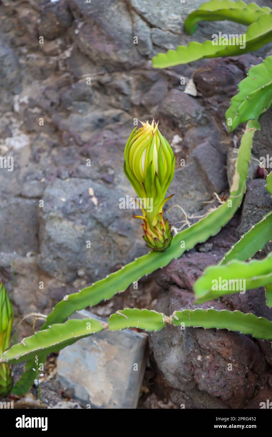 The flower, bud of the dragon fruit, cactus of the dragon fruit Stock ...