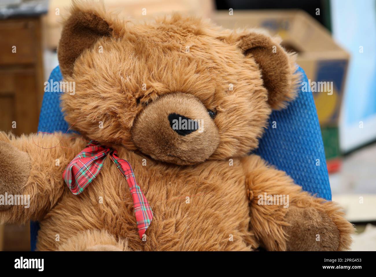 The dream of every child a real teddy bear Stock Photo - Alamy
